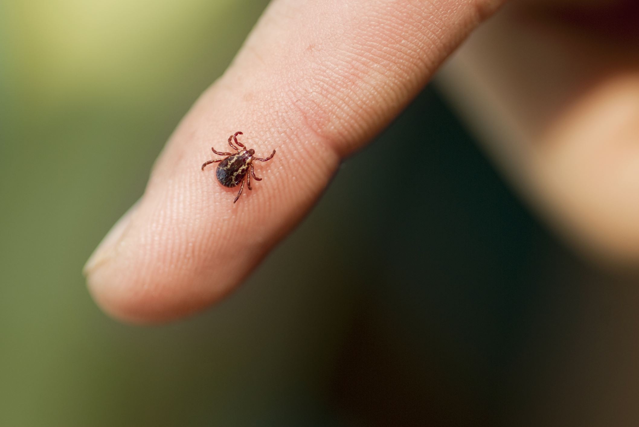 How to Handle Vegetation and Pest Issues | Grover Landscape Services Inc
