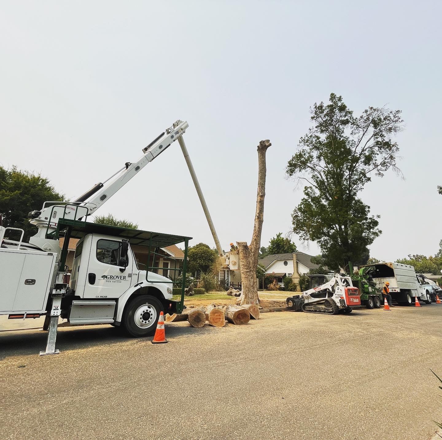 City of Modesto Tree Removal